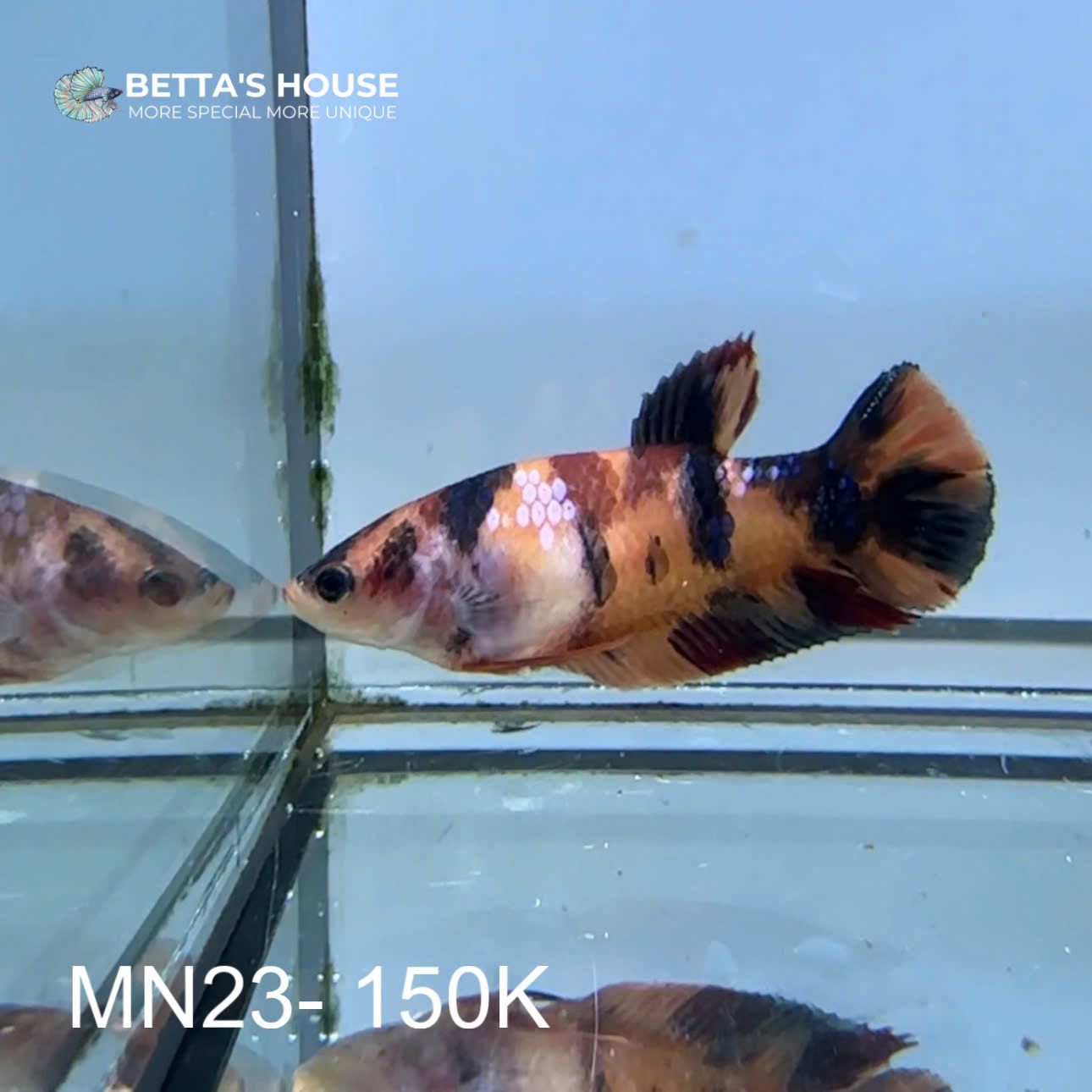MN23 Cá Mái Nemo Koi Galaxy Betta (Female Nemo Koi Galaxy Betta Fish) – Betta's House - Cửa hàng ...