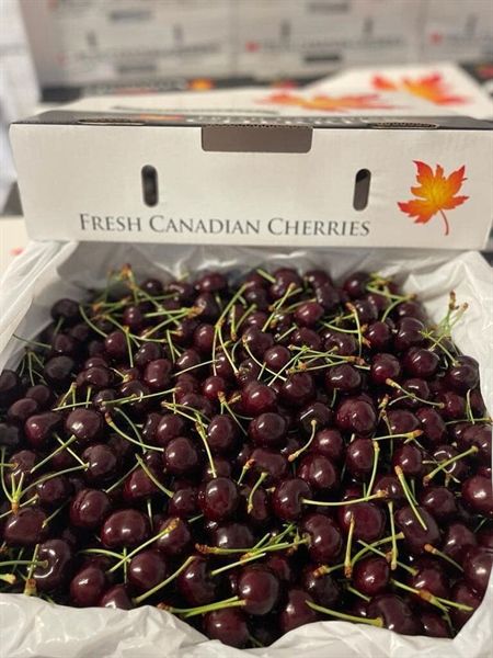 Cherry Đỏ Canada Sz10 – Hằng Trần Mart - Fruit, Food & More
