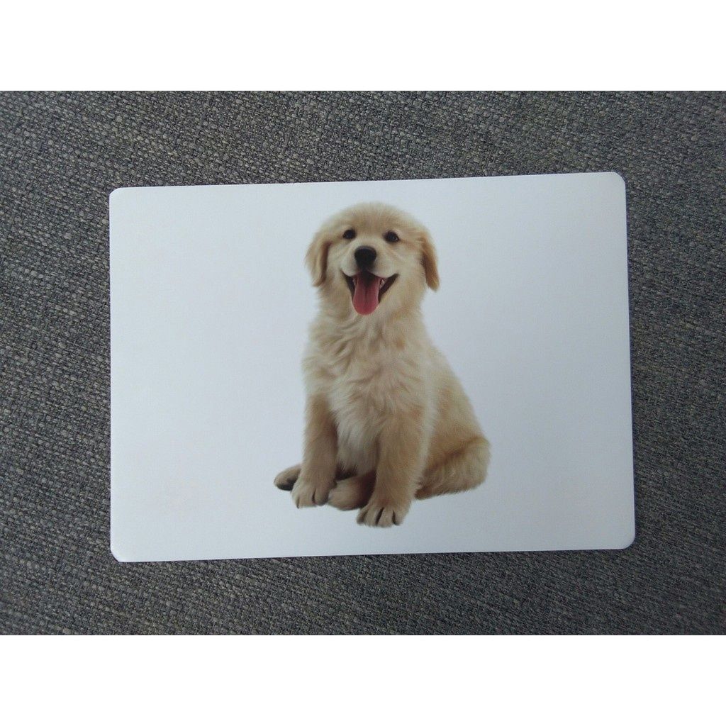 Flashcard Dạy Trẻ Theo Phương Pháp Glenn Doman - Động Vật Nuôi - Nhà ...