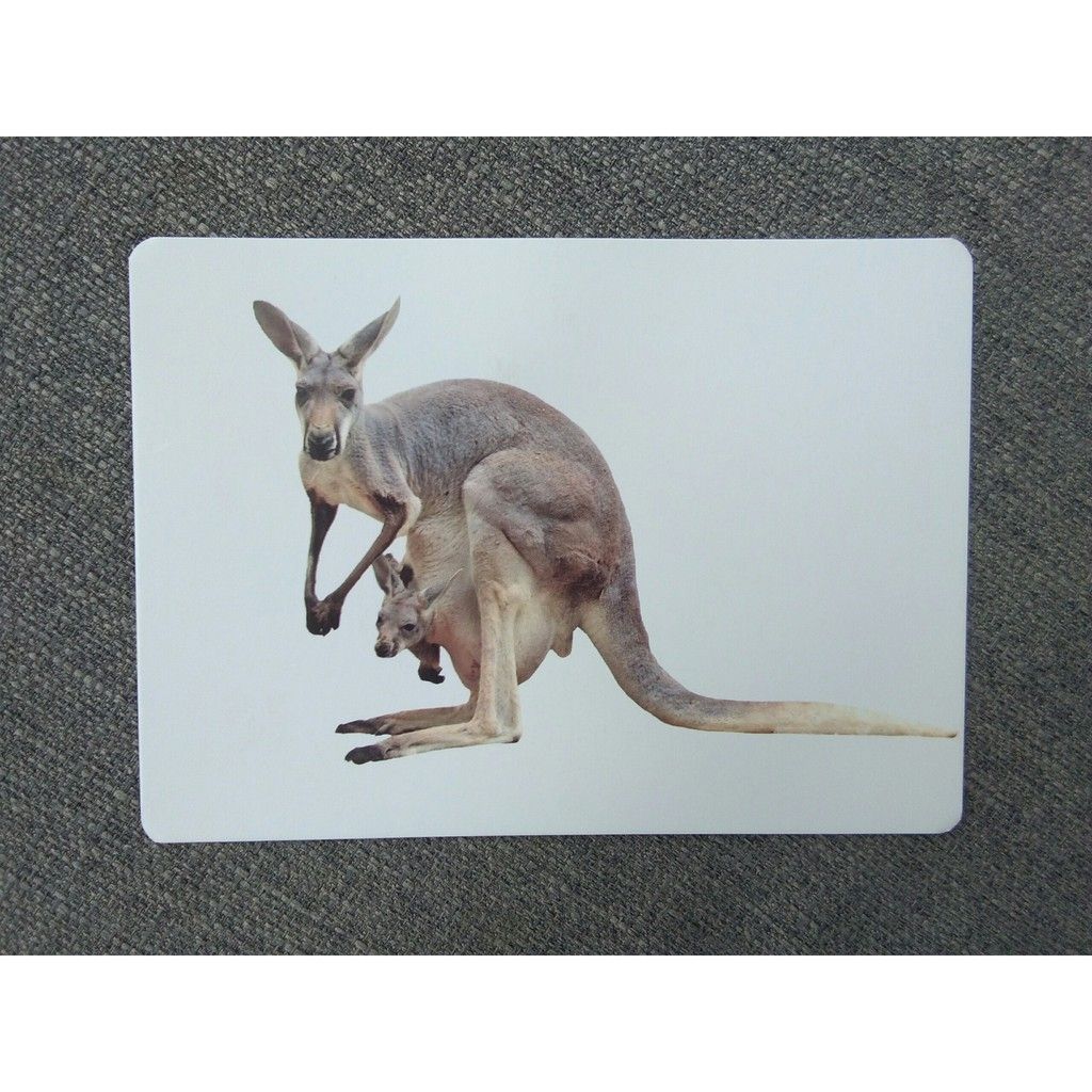Flashcard Dạy Trẻ Theo Phương Pháp Glenn Doman - Động Vật Hoang Dã ...