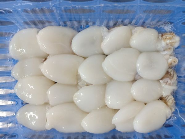 Baby Cuttlefish – eaternsafeseafood