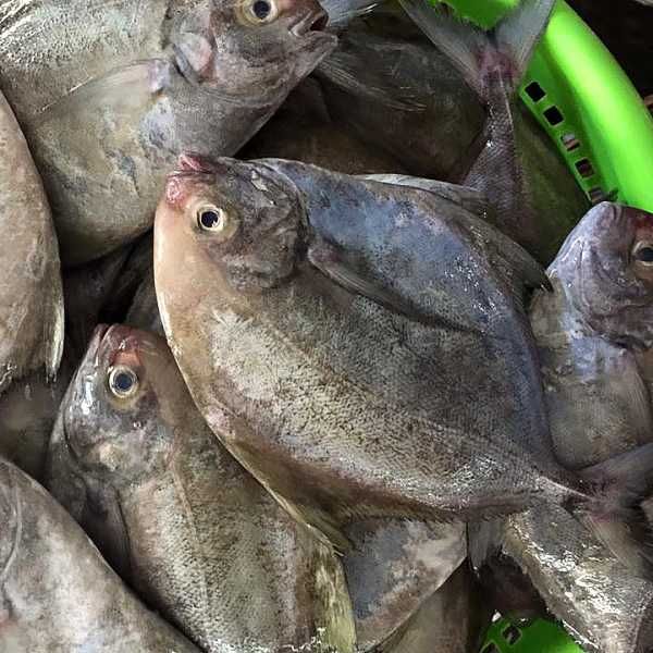 FROZEN BLACK POMFRET - Formio Niger – eaternsafeseafood