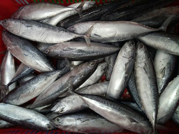 BULLET TUNA – eaternsafeseafood