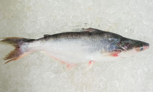 FROZEN PANGASIUS WR – eaternsafeseafood
