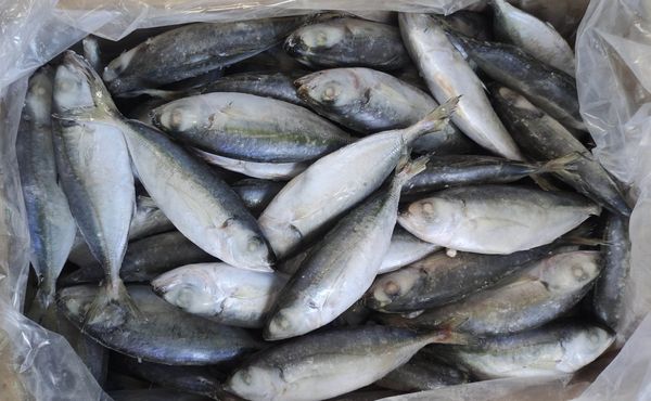 FROZEN BIG EYE SCAD - Selar Crumenophthalmus – eaternsafeseafood