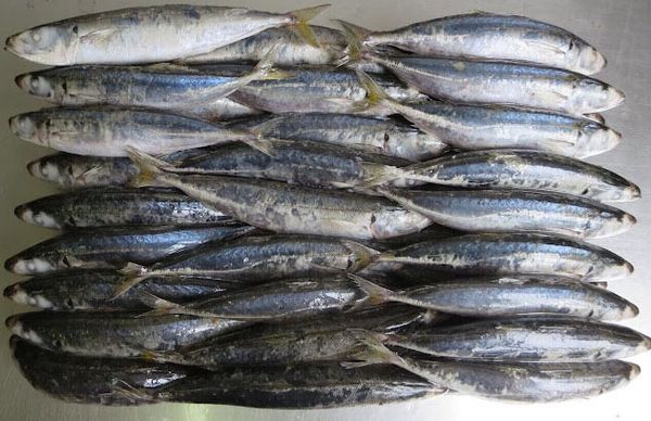 FROZEN MARUAJI FOR BAITH – eaternsafeseafood