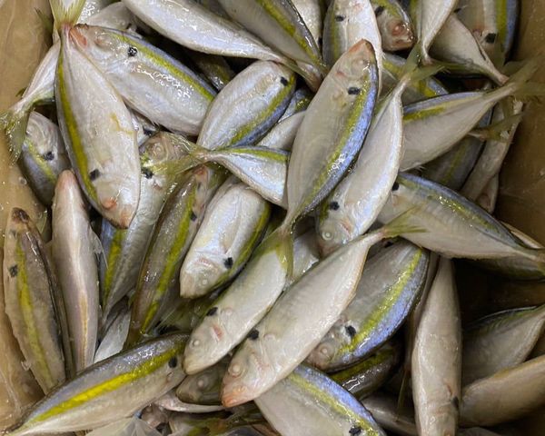 FROZEN YELLOWSTRIPE SCAD - Selaroides Leptolepis – eaternsafeseafood