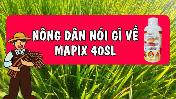MAPIX 40SL chất điều hòa sinh trưởng, giúp lúa cứng cây, ngắn lóng, hạ ...