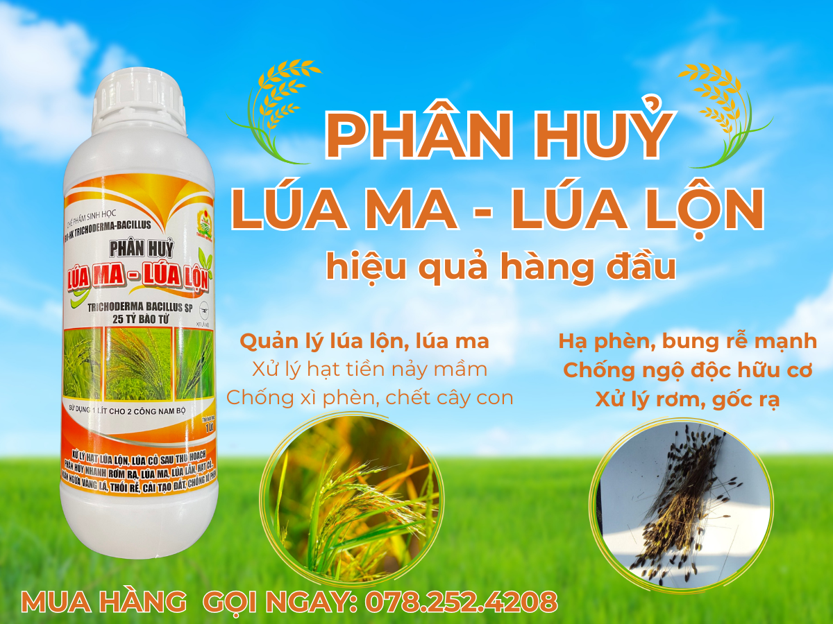 LÚA MA LÚA CƠI – Vật tư nông nghiệp Công Danh 1