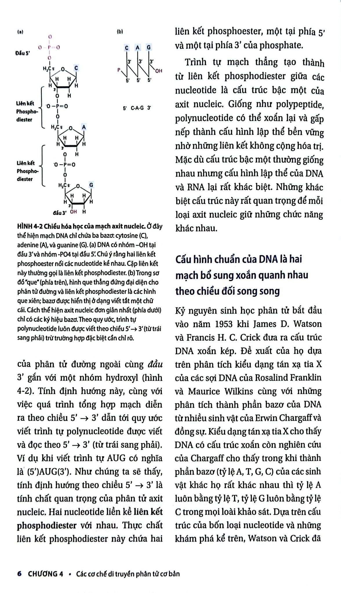 Sinh Học Phân Tử Của Tế Bào - Tập 2: Di Truyền Học Và Sinh Học Phân Tử – Bến Nghé Books