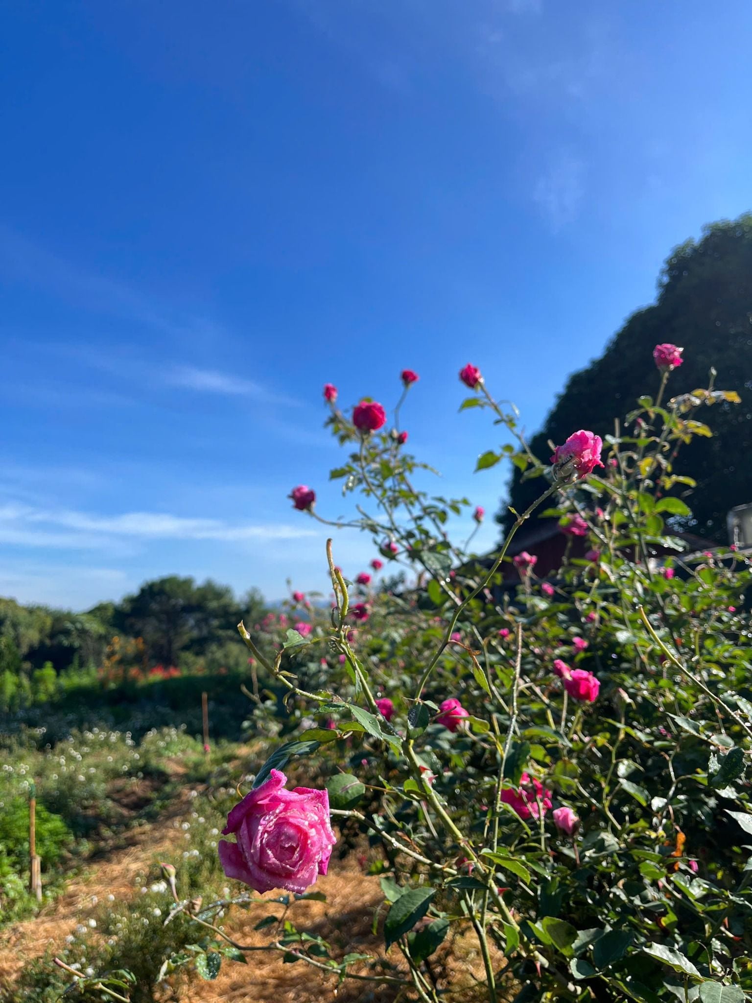 Hồng Cổ Bạch Trà – Tùng Hạ Farm