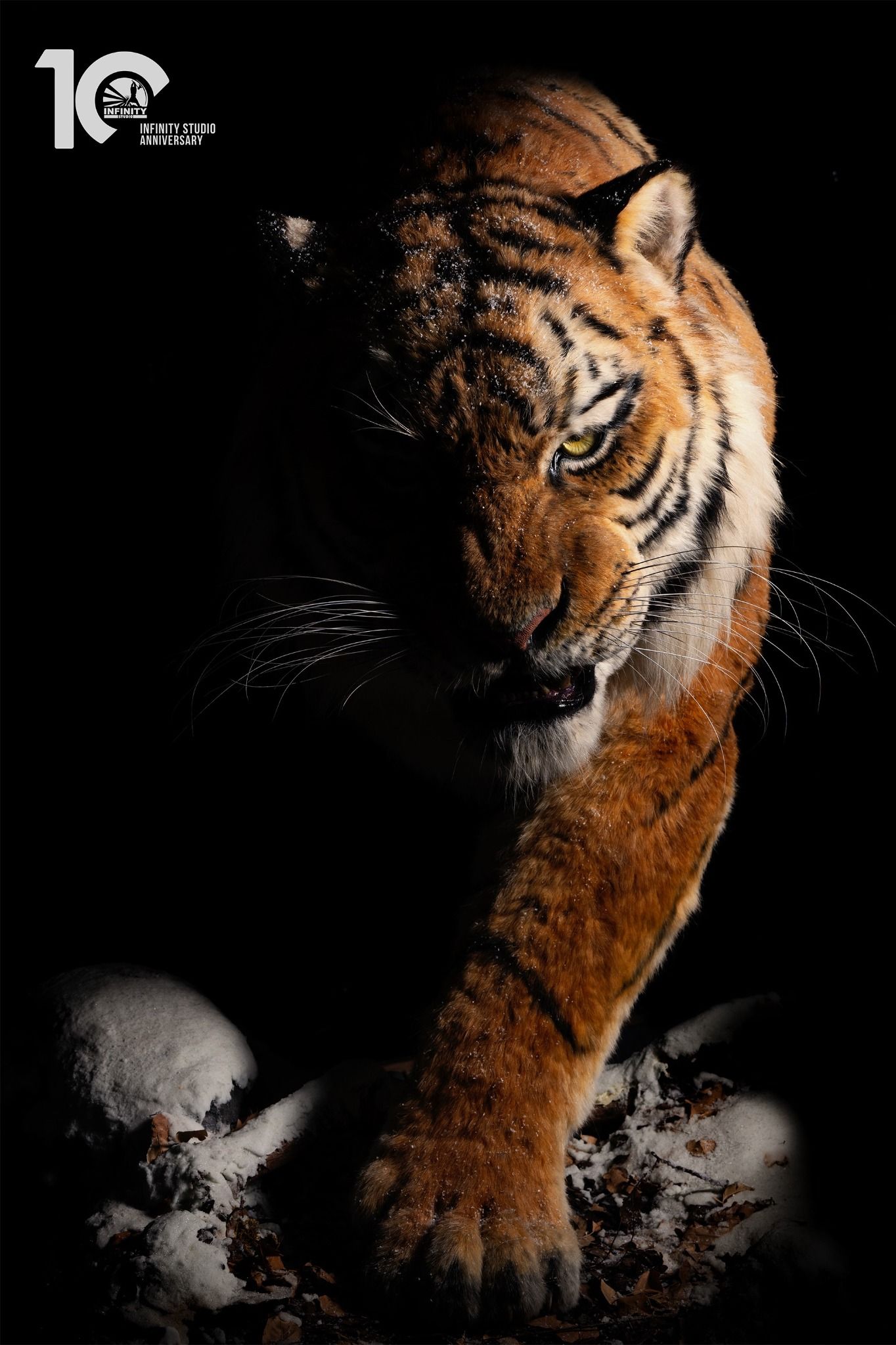 Infinity Studio - Siberian Tiger – Flash Resin Shop