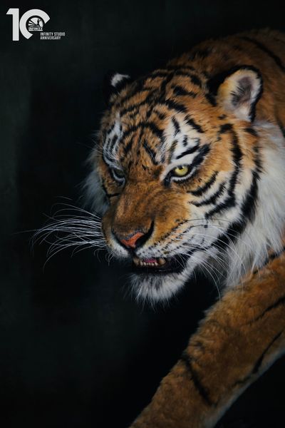 Infinity Studio - Siberian Tiger – Flash Resin Shop