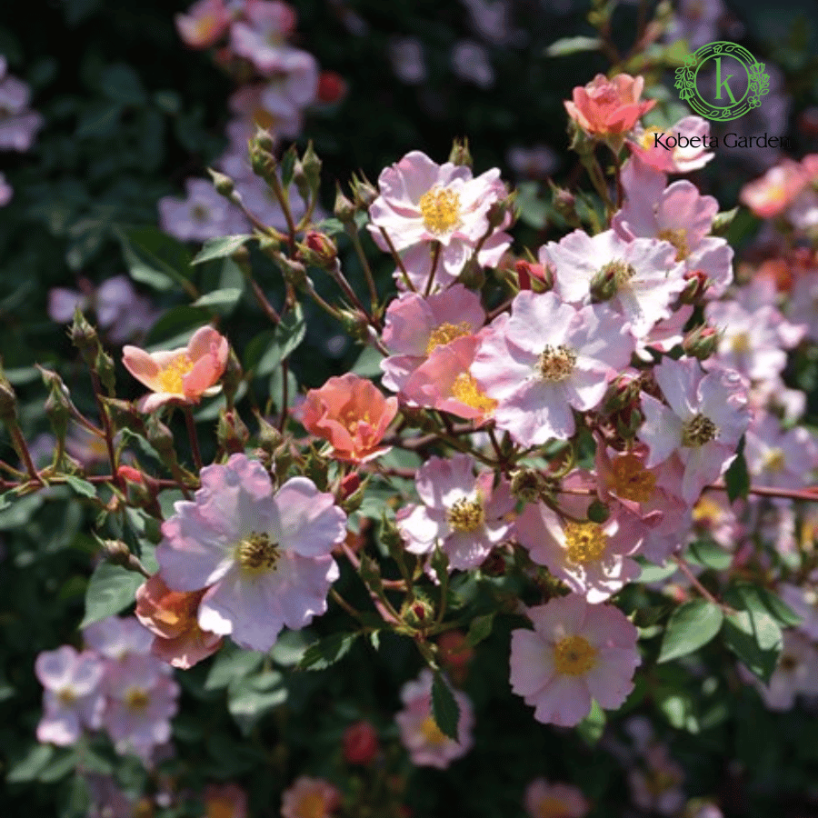 Hoa hồng Candy Pot - Rosa Orientis – Kobeta Garden
