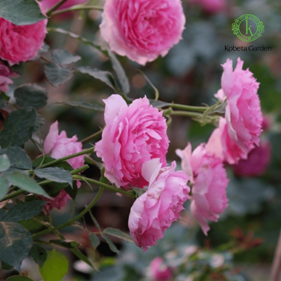 Hoa hồng Doniazade - Rosa Orientis – Kobeta Garden