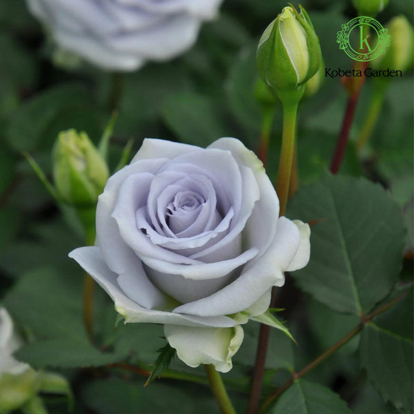 HOA HỒNG BLUE GRAVITY – Kobeta Garden