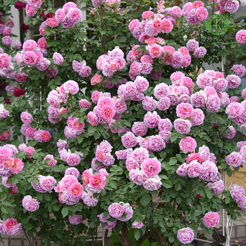 Hoa hồng Penelopeia – Rosa Orientis – Kobeta Garden