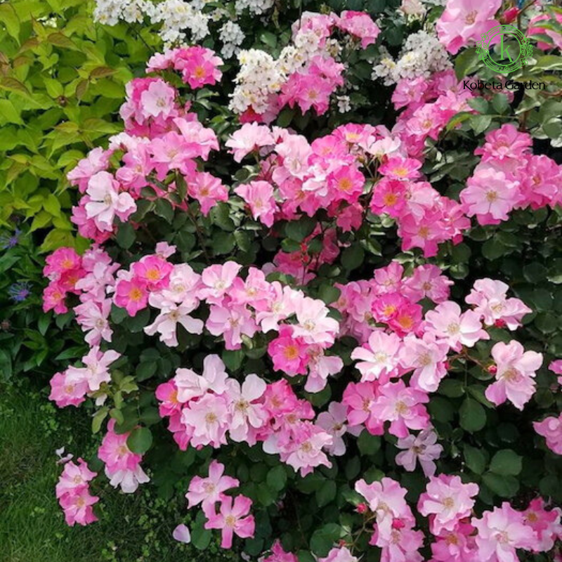 Hoa hồng Shangri-La – Rosa Orientis – Kobeta Garden