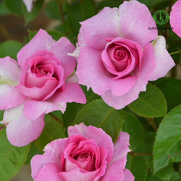 Hoa hồng Elise - Rosa Orientis – Kobeta Garden