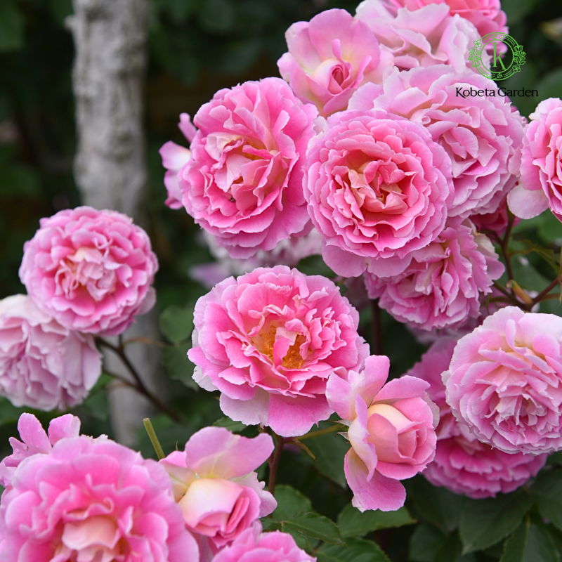 Hoa hồng Penelopeia – Rosa Orientis – Kobeta Garden