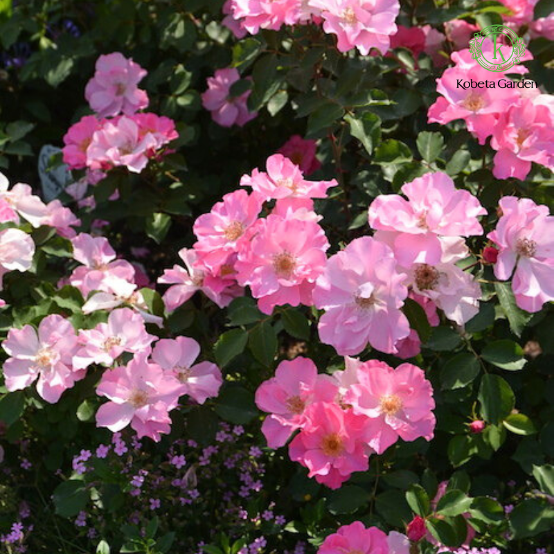 Hoa hồng Shangri-La – Rosa Orientis – Kobeta Garden