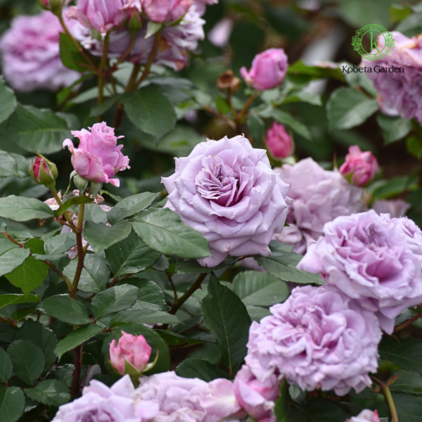 Hoa hồng Colin Craven – Rosa Orientis – Kobeta Garden