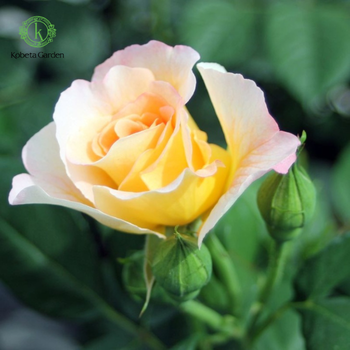 Hoa hồng Aquarell – Kobeta Garden