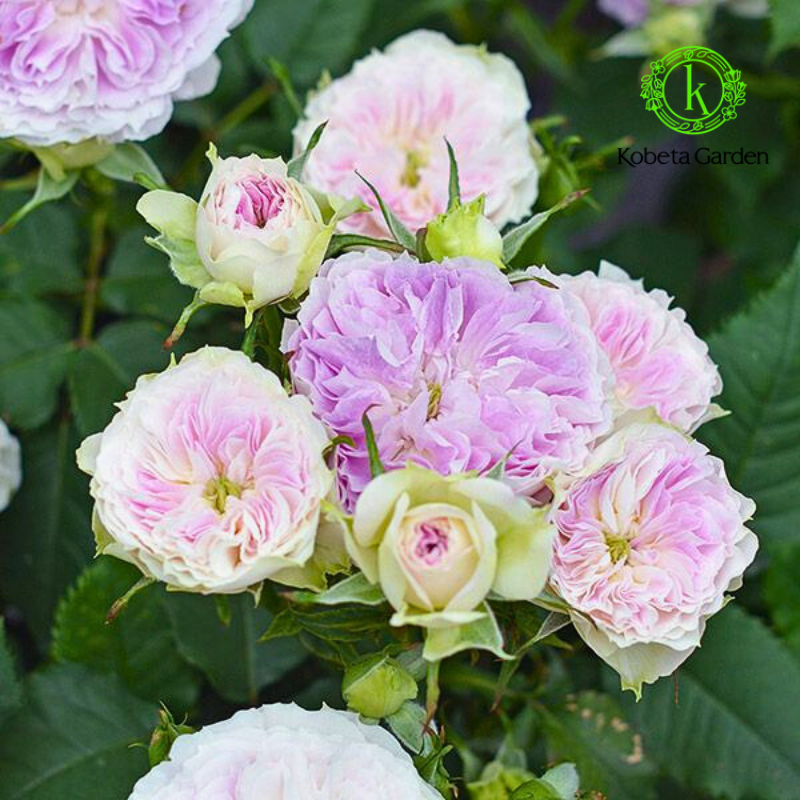 Hoa hồng Blue Moonstone – Kobeta Garden