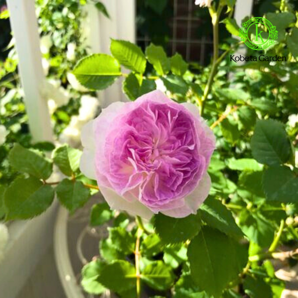 Hoa hồng Blue Moonstone – Kobeta Garden