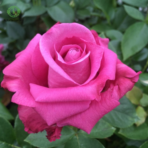 Hoa hồng Blue Parfum – Kobeta Garden