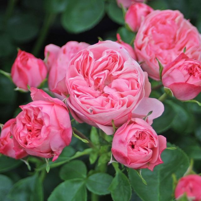 Hoa hồng Candy Rokoko – Kobeta Garden