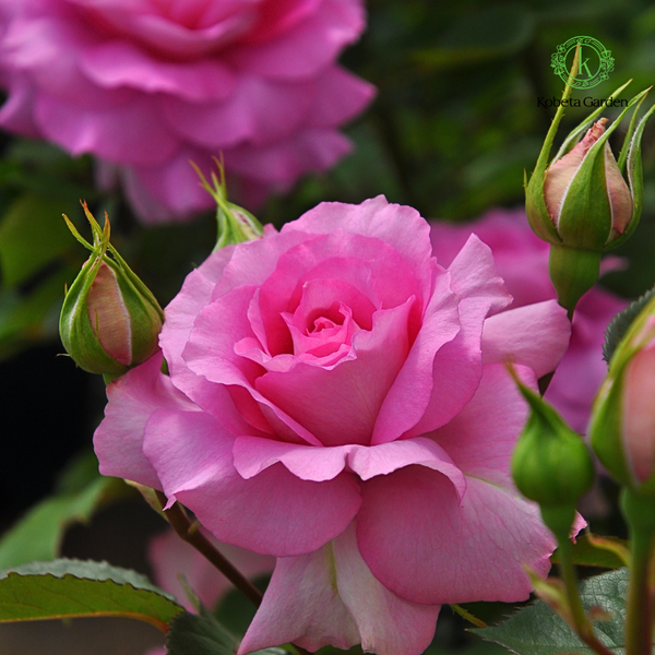 Hoa hồng Elise - Rosa Orientis – Kobeta Garden