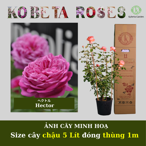 Hoa hồng Hector - Rosa Orientis – Kobeta Garden