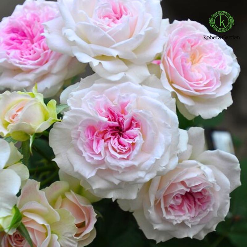 Hoa hồng Kírkē – Rosa Orientis – Kobeta Garden