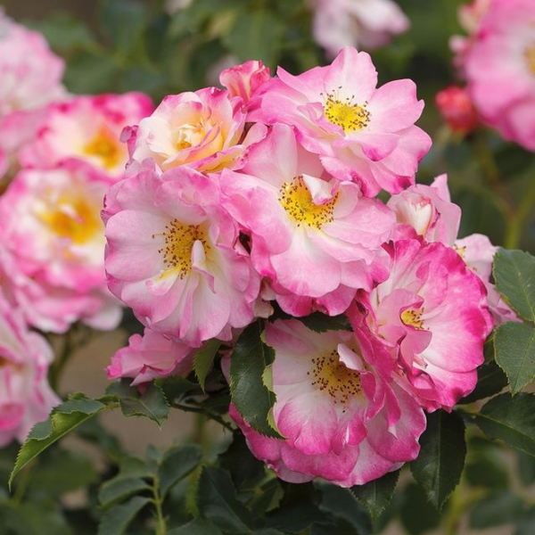 Hoa hồng Konfetti – Kobeta Garden