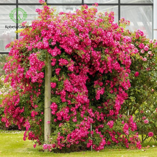 Hoa hồng Libertas 2016 – Kobeta Garden