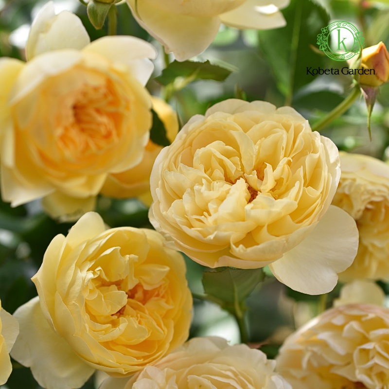 Hoa hồng Luciole – Rosa Orientis – Kobeta Garden