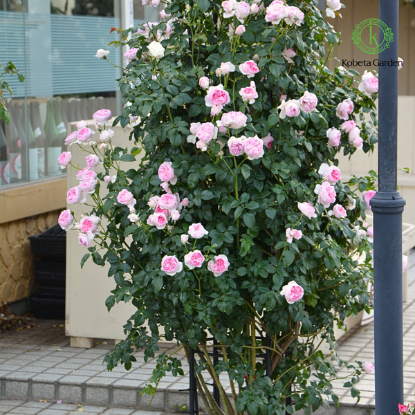 hoa hồng leo Mon Coeur - Rosa Orientis – Kobeta Garden