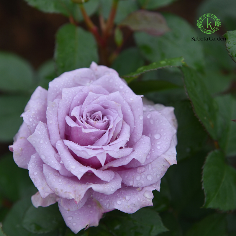Hoa hồng Colin Craven – Rosa Orientis – Kobeta Garden