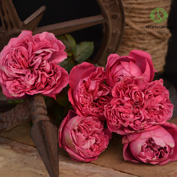 Hoa hồng Hector - Rosa Orientis – Kobeta Garden