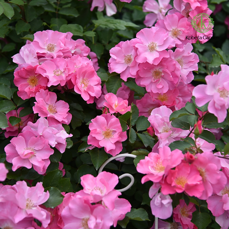 Hoa hồng Shangri-La – Rosa Orientis – Kobeta Garden