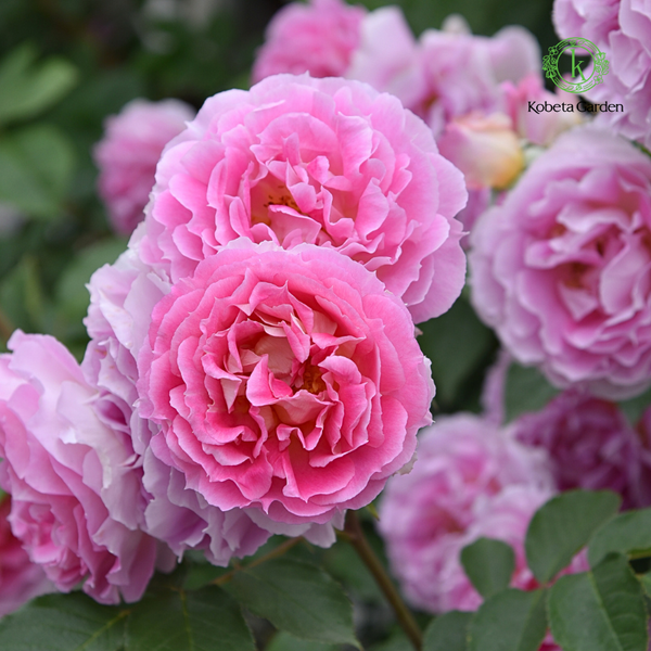 Hoa hồng Penelopeia – Rosa Orientis – Kobeta Garden