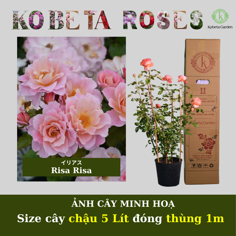 Hoa hồng Risa Risa – Rosa Orientis – Kobeta Garden