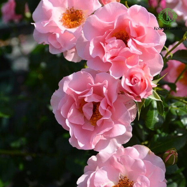 Hoa hồng Risa Risa – Rosa Orientis – Kobeta Garden