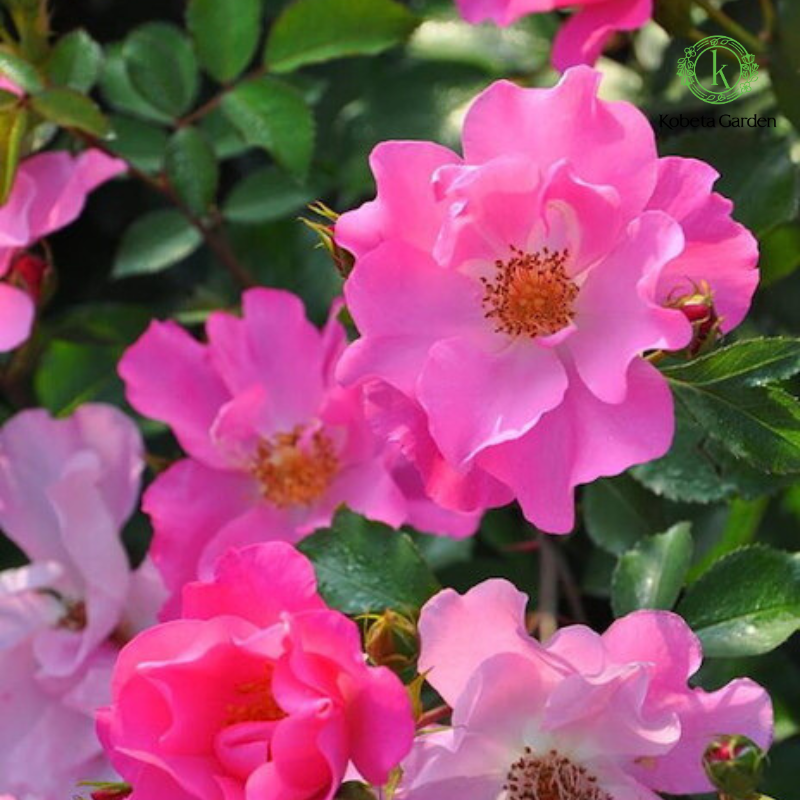 Hoa hồng Shangri-La – Rosa Orientis – Kobeta Garden