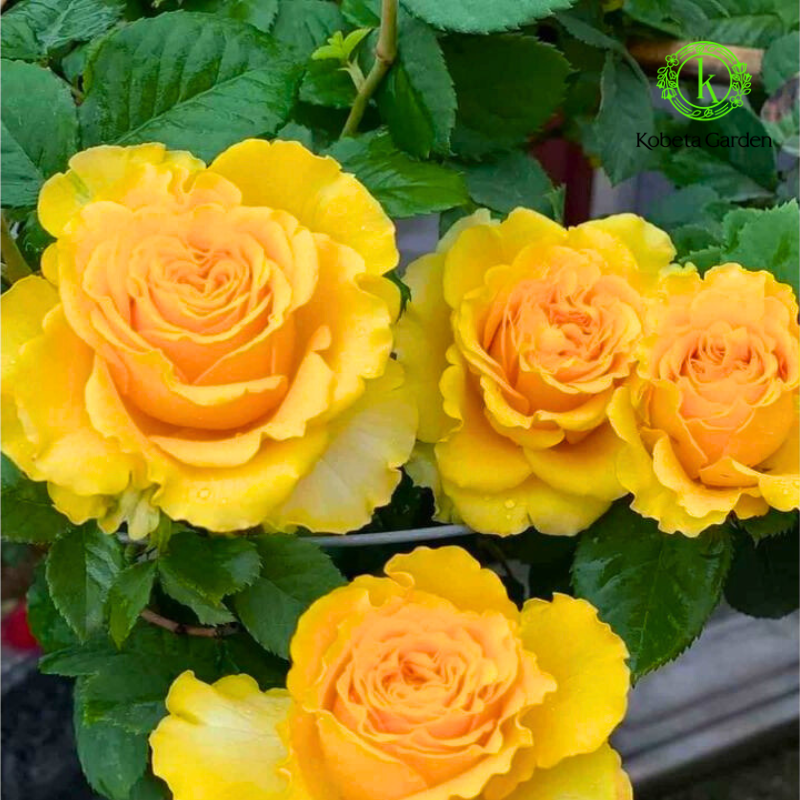 Hoa hồng Shell – Kobeta Garden