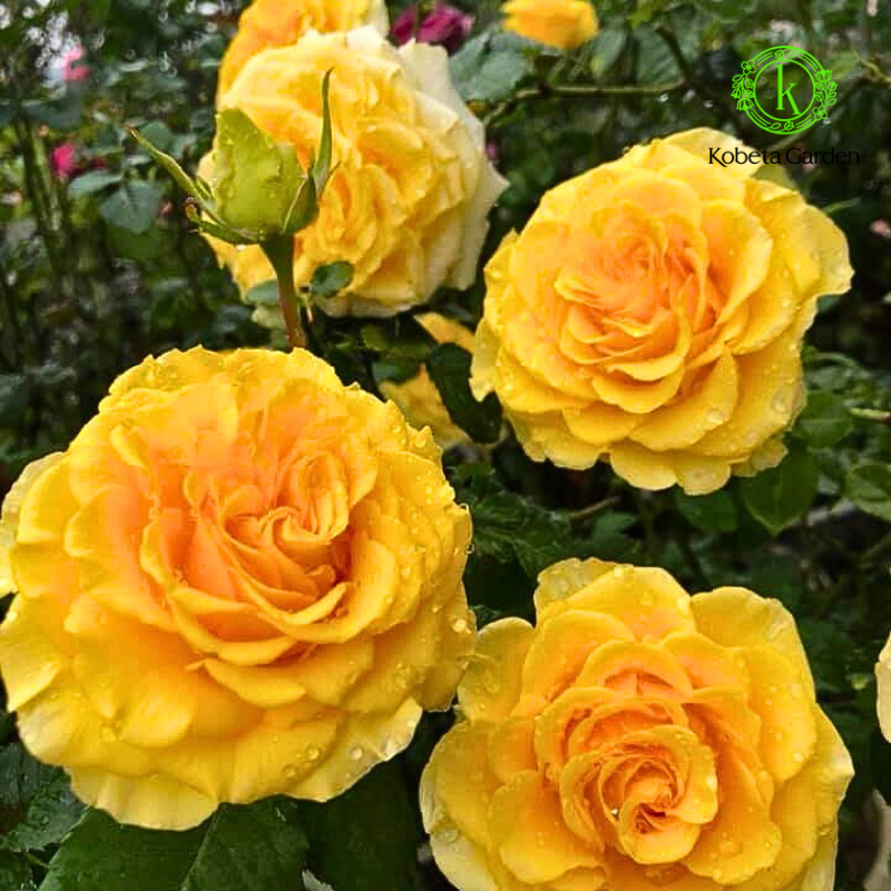 Hoa hồng Shell – Kobeta Garden