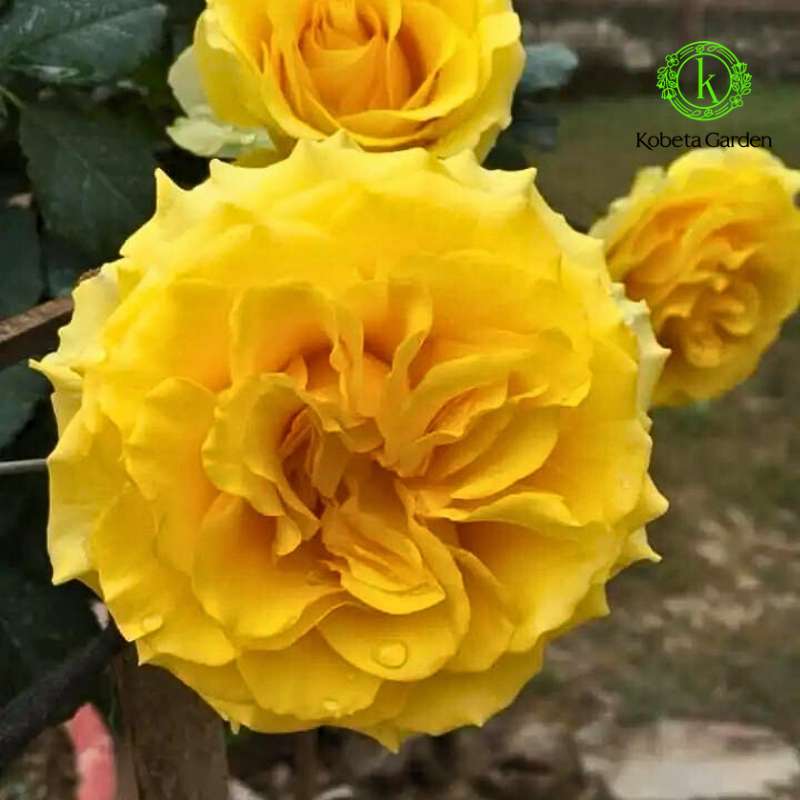 Hoa hồng Shell – Kobeta Garden