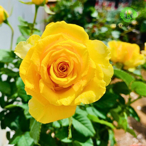 Hoa hồng Shell – Kobeta Garden