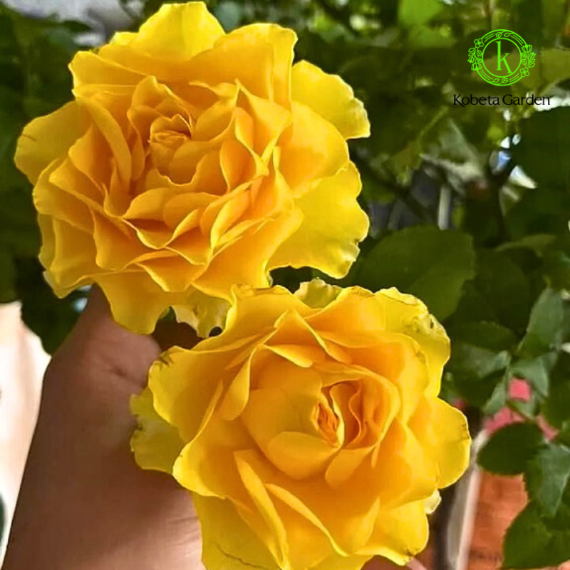 Hoa hồng Shell – Kobeta Garden